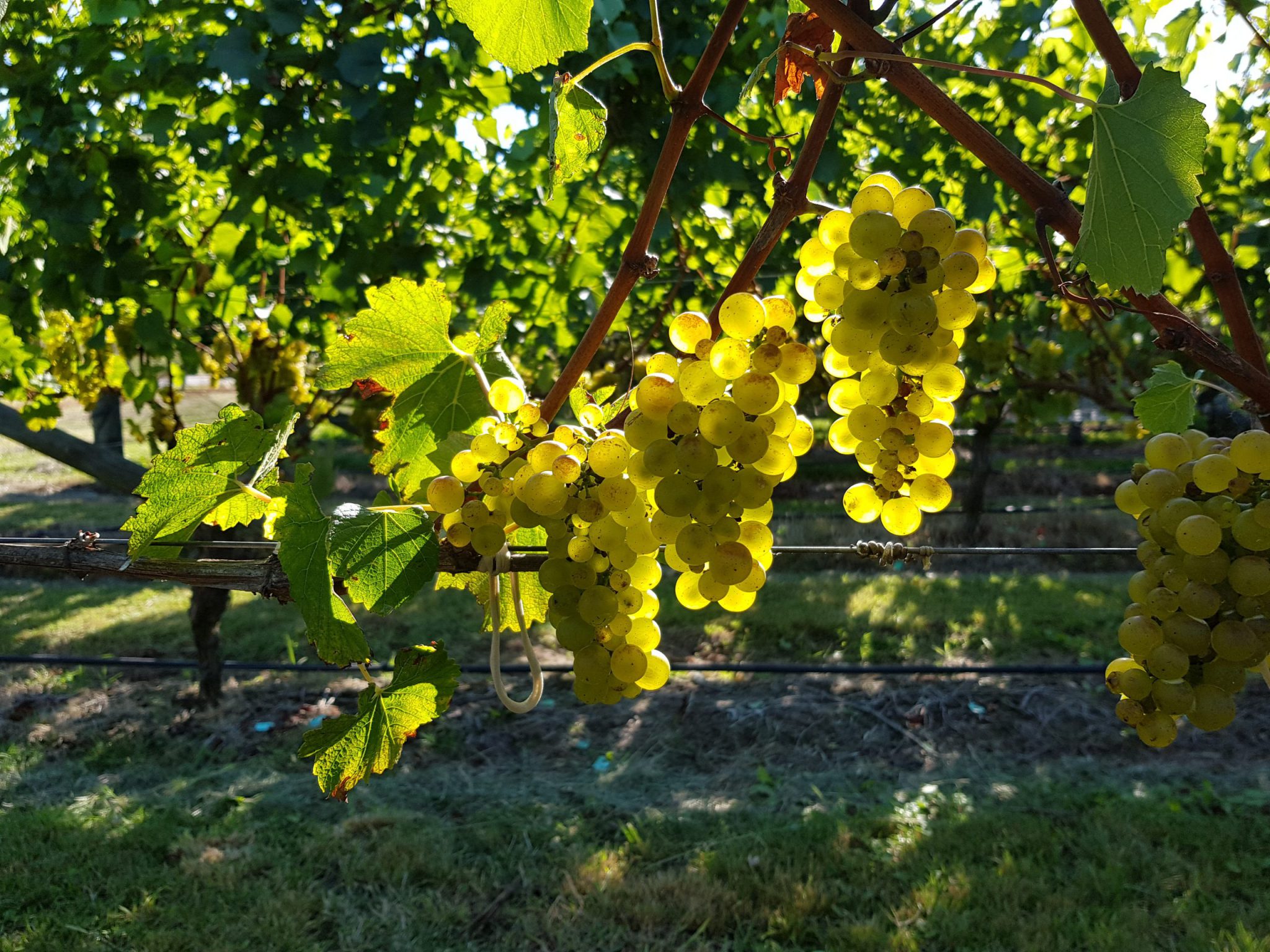 Our Vineyards – Beach House Wines